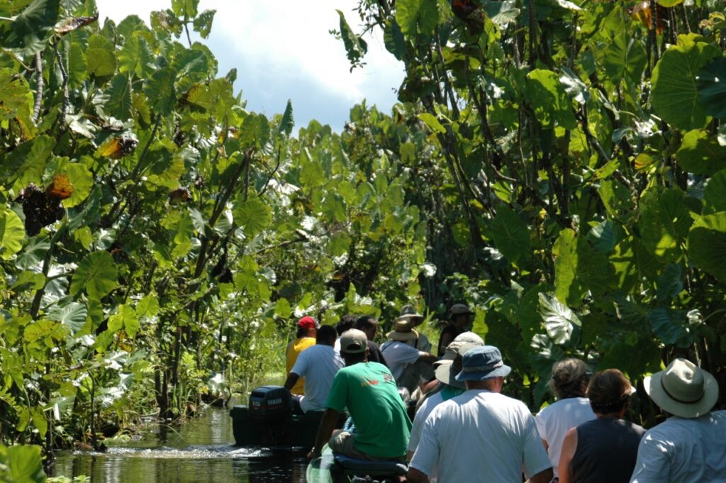 Exploring the Amazon Rainforest - Amazonia Expeditions